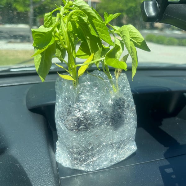 Musa Little Prince (banana) Plant - Small Rooted Starter Plant in Pot ...