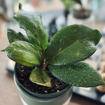 Hoya Kalimantan UT-158 in 4.5pots Rare Hoya Wax Plant Veined Attractive ...