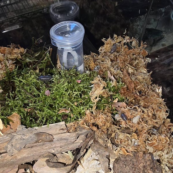 Feed/mist Port Vents for Isopods, Millepedes, Spiders and Many Other ...
