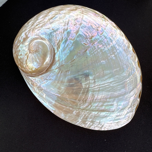 Polished White Abalone Shell, Coastal Table Decor, Smudge Bowl (5 Inch ...
