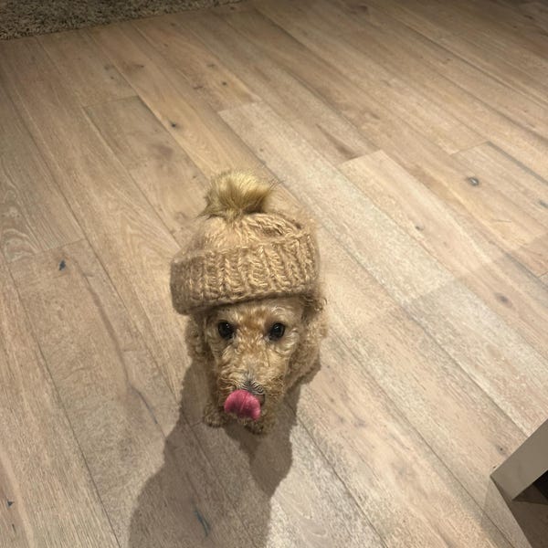 Yarn Made With Your Dog’s or Cat’s Hair! Chiengora, Dog or Cat Hair ...