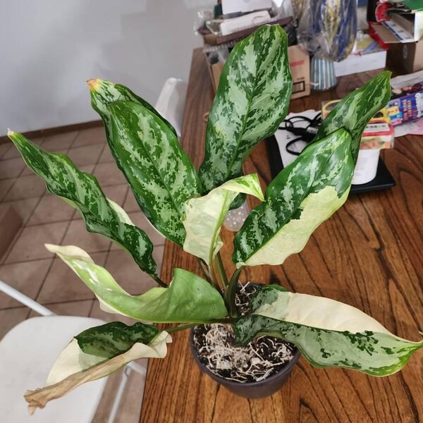 Variegated Spriral Ginger / Costus Arabicus - Etsy
