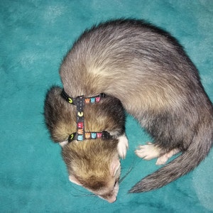 Ferret Harness Pastel Marble With Gold Studs - Etsy