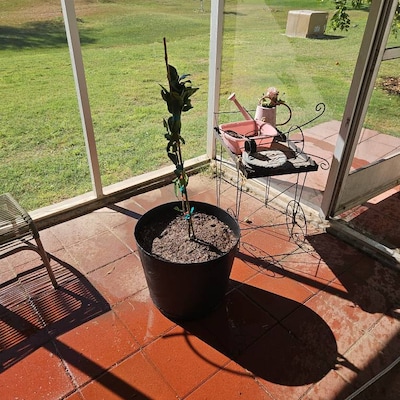 Fallglo Tangerine Grafted 3ft 4 Feet Tall No Shipping Ca - Etsy