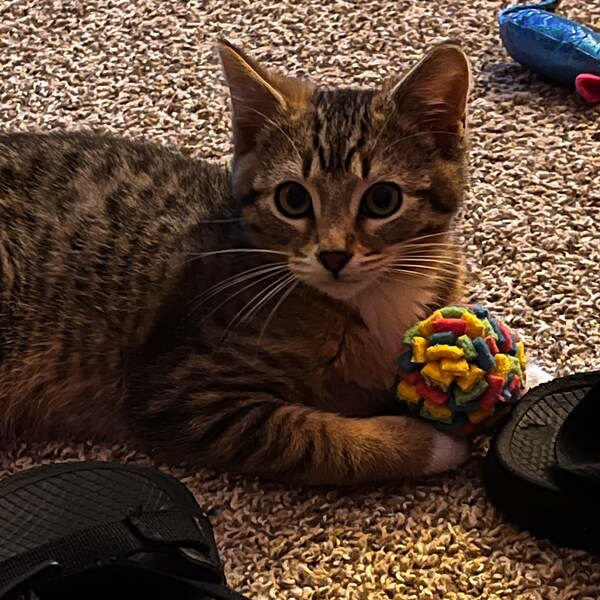 Custom 2 Inch Fleece Balls for Your Cat, Kitten, and Other Small Pets ...