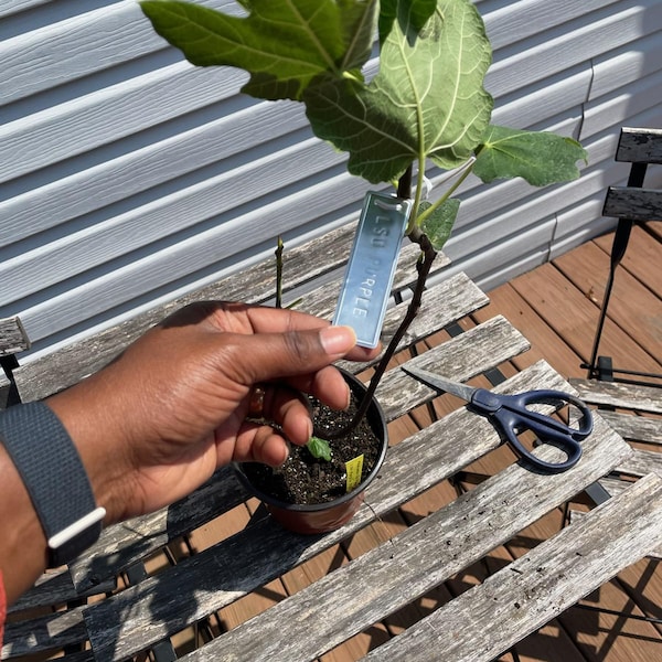 Hosta TRUE Chartreuse With White/cream Edges 'american Dream' in 4.5x5 ...