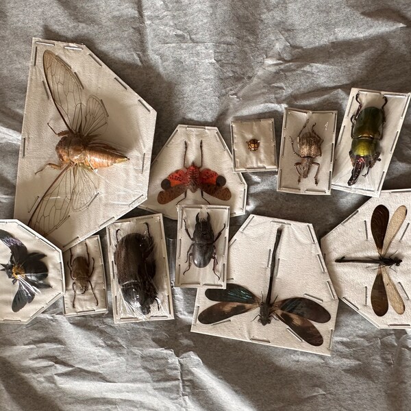 Assorted Bugs Insects Specimen Wholesale Mix Lot Bulk - Etsy UK