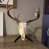 European Skull Mount Table Top Display. Deer Skull Cow Skull, Elk Skull ...
