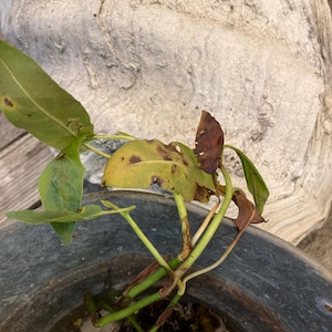 Carex Lurida Shallow Sedge Bareroot Wetland Restoration Live Plant ...