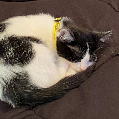 Crime Scene Halloween Breakaway Cat Collar - Etsy