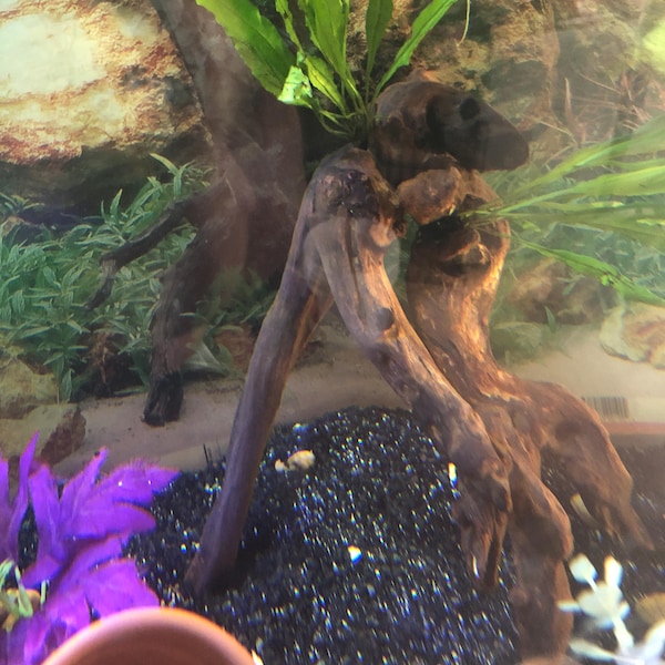 Bog Wood / Aquarium Décor / Terrarium / Reptile Tank / Aquascaping ...