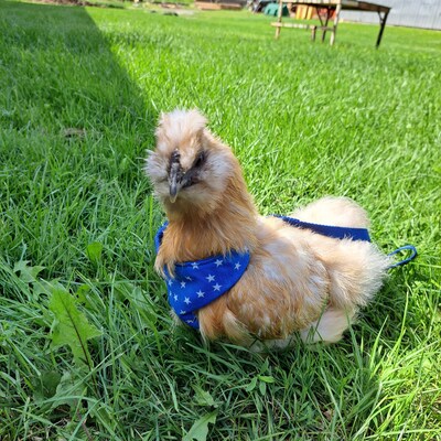 Chicken Harness Hen Harness Duck Harness Harnesses for Chickens ...