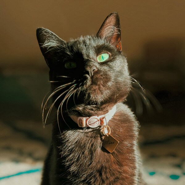 Dog Bone Shaped Engraved Dog Tag Gold Stainless Steel Personalized Dog ...