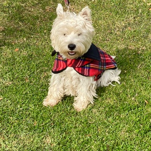 Preppy Pink Small Dog Ruffle Harness Made in USA Dog | Etsy