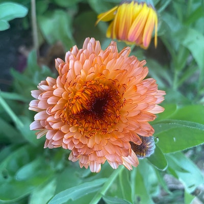 Gypsy Charmer Sunflower Seeds Tricolor 4-6' Branching - Etsy