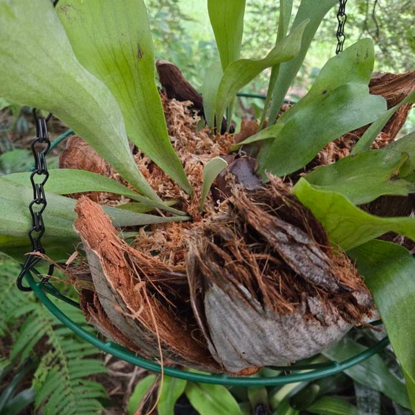 Wildcrafted Jamaican Cerasee (momordica Charantia) | Bitter Melon Dried ...