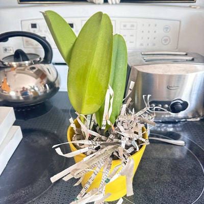 Rby. Copper Queen 'H&R' Near Blooming Size Brassavola - Etsy