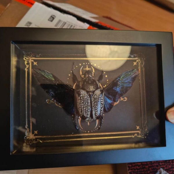 Real Framed Ghost Cicada Ayutha Spectabilis Shadow Box Frame Insect ...