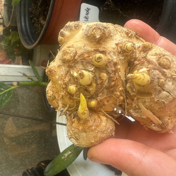 Size #1 Dahlia Decorative 'american Dawn' Clump Tuber - Packaged W ...