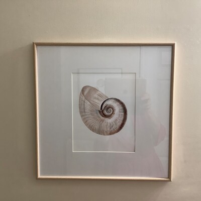 Nautilus Shell Print, Seashell Print, Vintage Seashell Print, Seashell ...