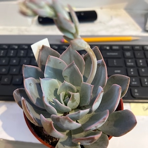 Tillandsia Stricta Iridescent Air Plants - Etsy