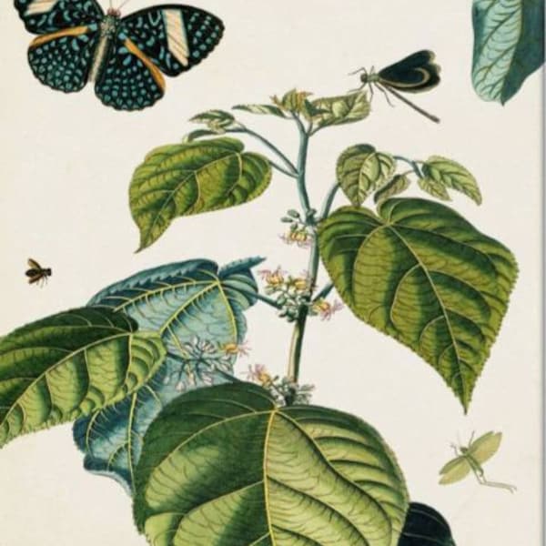 Nature Study Collage No. 23, Botanical Print Set, Art, Giclee, Prints ...