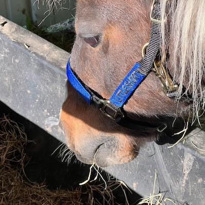 Personalized Nylon Sheep Halter - Etsy