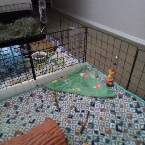 Guinea Pig Tunnel - Guinea Pig Accessories Colorful Guinea Pig Play ...