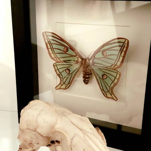 Real Atlas Moth Shadow Box Frame Framed Attacus Atlas Moth - Etsy