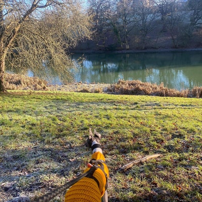 Lurcher/whippet Pdf Crochet Jumper Pattern 24 Inch - Etsy