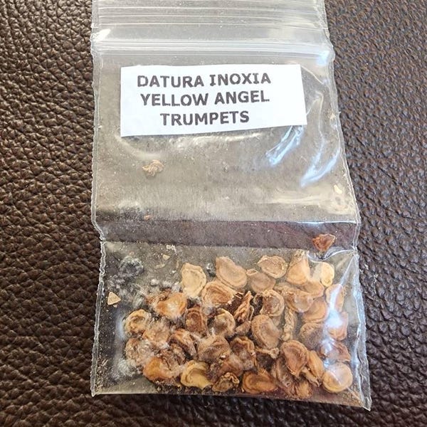 20 PINK Passion Fruit SEEDS Passiflora Edulis Lilikoi Tropical Vine ...