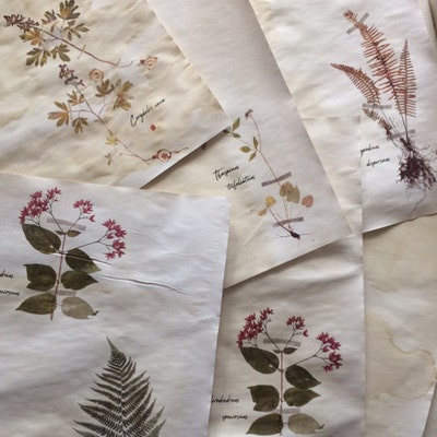 The Booksmith Herbarium Kit Series No.1 Digital Download 12 Dried ...