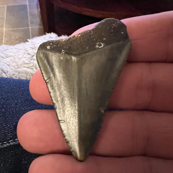 Megalodon Tooth - 3.21 Inches. Real Fossil Megalodon Shark Tooth ...