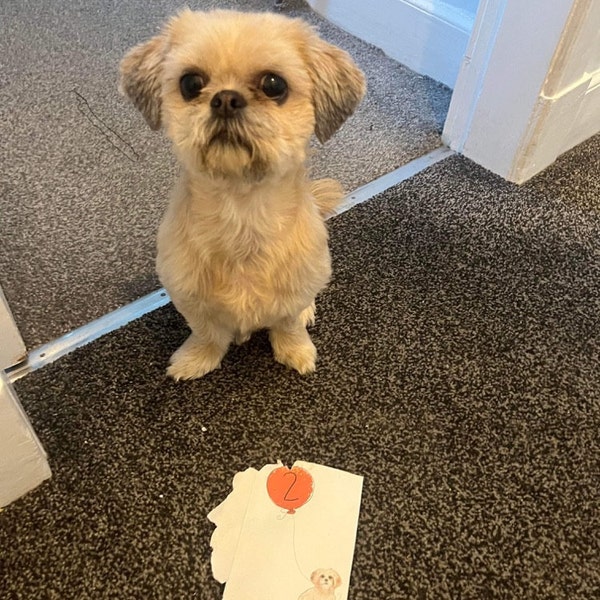 Shih Tsu Birthday Greetings Card for Dog Lover, Shih Tsu Card - Etsy