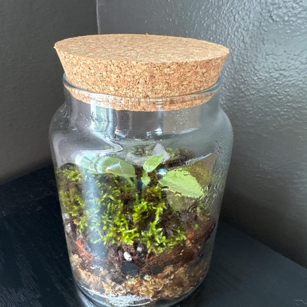 Build Your Own Terrarium Kit | Plant Gift Idea - Etsy