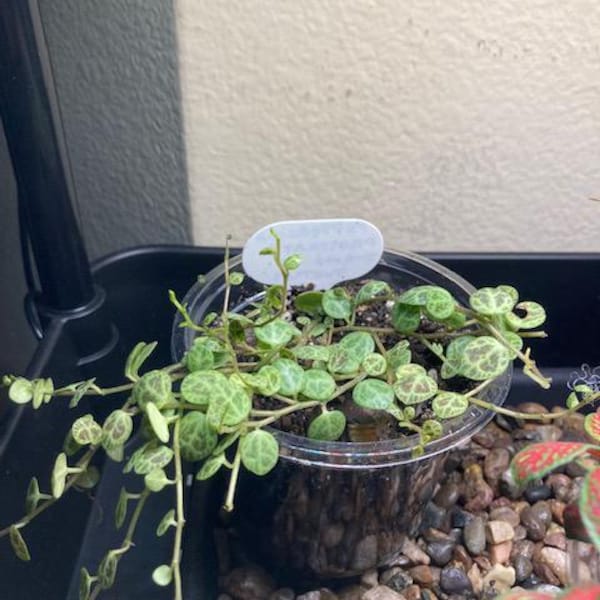 Cereus Forbesii Spiralis Twisted Cactus 4 Plant Pot - Etsy