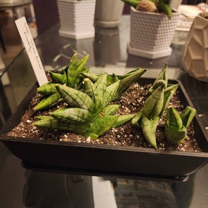 Pyramid Planter With Tray and Drainage for Succulents and - Etsy