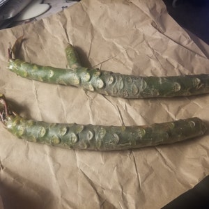 4 Juncus Spiral corkscrew Reed - Etsy