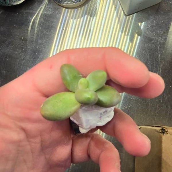 Edible Sagittaria Trifolia Giant Cantonese Sand Arrowhead Tuber for ...