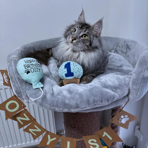 Cat Toy and Treat Gift Box, Cat and Kitten Hamper, Cat Pamper Box ...