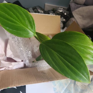 Enamel Plant Pins. Single or Bundle. - Etsy