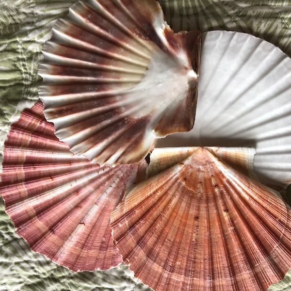 Set of 6 Large Irish Flat Scallops Shells Seashells 4"+ Crafts Beach ...