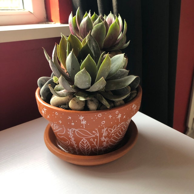 Succa For Succulents Succulents & Plant by SuccaForSucculentsUK