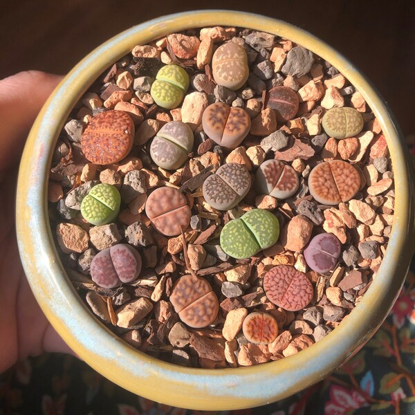 Live Limited Rare Lithops Olivacea C109 / Lithops Olivacea / Exotic ...