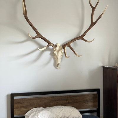 Faux European Alaskan Moose Mount - Etsy