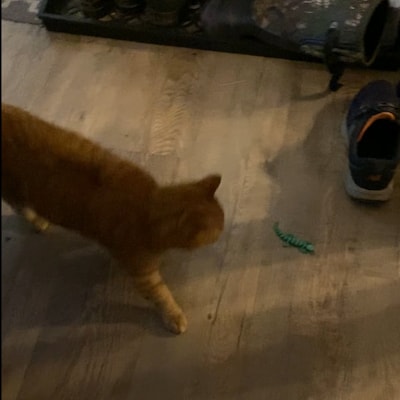 Kitty Lizard Articulated Cat Toy - Etsy