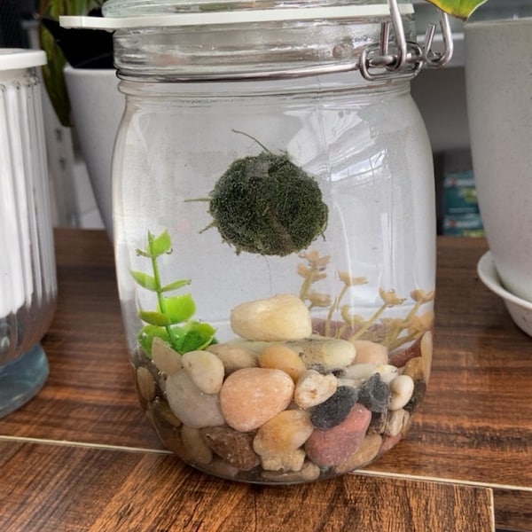 Set of 3 - Teo Mini Crystal Ball Terrarium Kit Home Office Desk ...