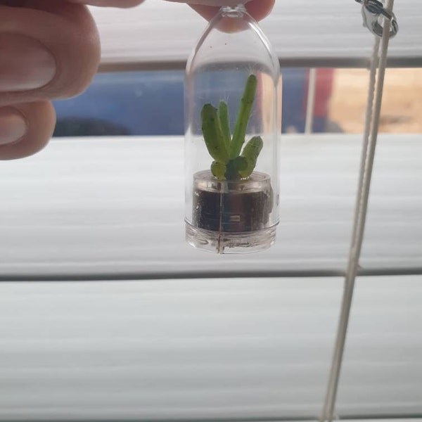 Live Apple Cactus Necklace Plant - Living Cacti Terrarium Succulent ...