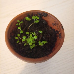 Astrantia MAXIMA 15 SEEDS great Masterwort Hardy Perennial - Etsy