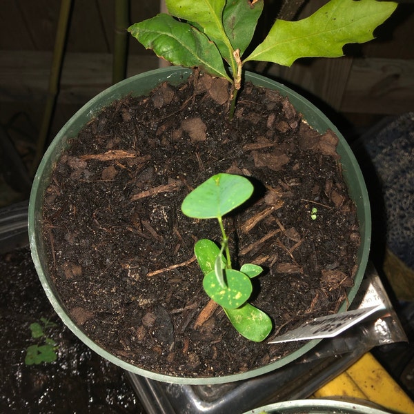 100 Pterocarpus Santalinus Seeds , Red Sanders Seeds , Red Saunders ...